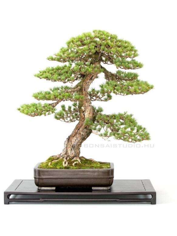 Pinus parviflora 'Kokonoe', 70 cm-es bonsai Pinus parviflora, chokkan ...