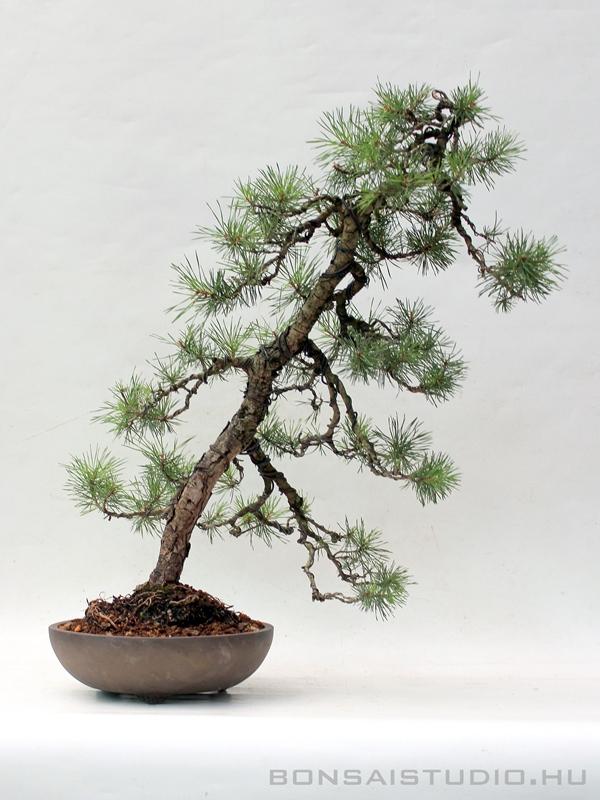 Bunjin Pinus sylvestris bonsai 15. bonsai, bunjin, webshop, bonsai ...